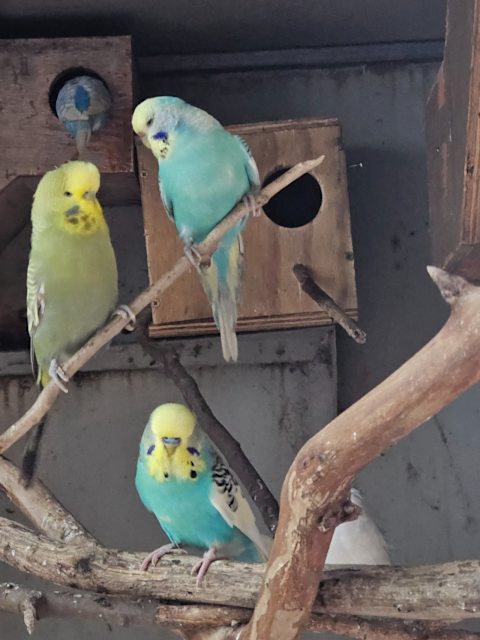 All colour budgies and breeding pairs | Birds | Gumtree Australia ...