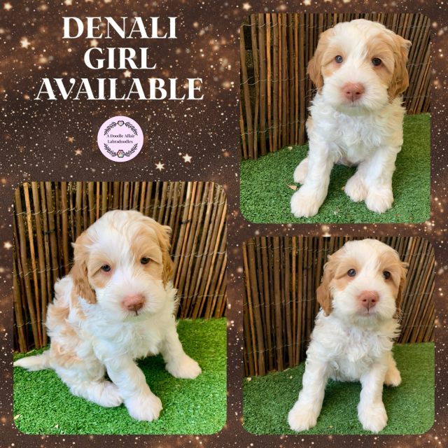 Labradoodle Australian multi generational | Dogs & Puppies | Gumtree ...