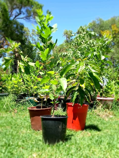 TREES- fruit 🍑 ornamental 🍁 rare 🌱 bonsai 🍂 exotic food forest - Plants ...