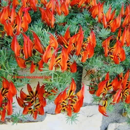 Trailing Lotus plants - Plants in Devon Meadows VIC | Gumtree Australia