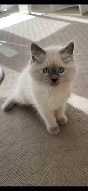 PURE BREED ️ Blue point Rag-doll . Just left male& female . | Cats ...