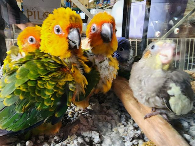 HAND RAISED BIRDS 🐦 | Birds | Gumtree Australia Burwood Area - Enfield ...
