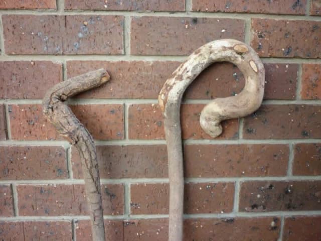 Natural Walking Sticks, Sheppard's Crook, Tall with Hook Handle ...
