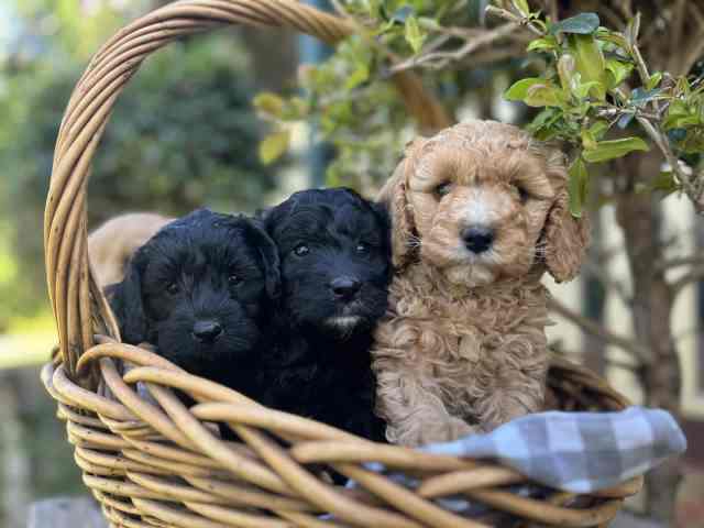 Beautiful F2 Toy Cavoodle Pups! 1 x boy available | Dogs & Puppies ...