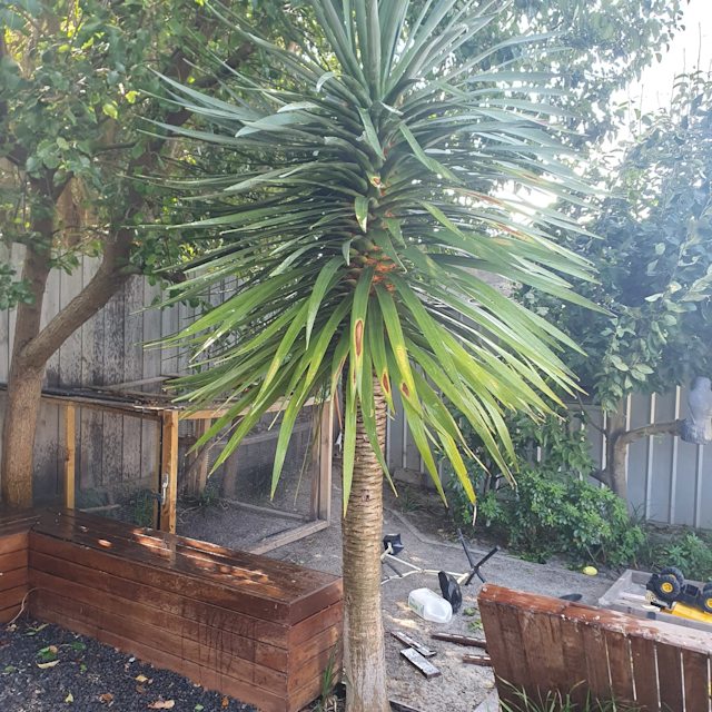 Dragon Tree 3m Tall - Plants in Belmont VIC | Gumtree Australia