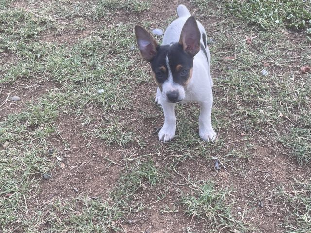 Tenterfield terrier pups/Mini Foxies | Dogs & Puppies | Gumtree ...