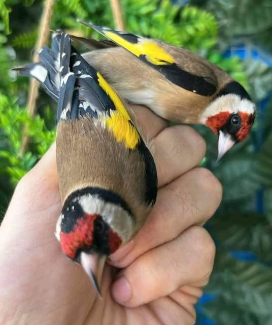 European goldfinch healthy and good sizes big | Birds | Gumtree ...