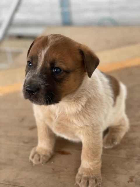 Male Stumpy Tail Red Healer Pup | Dogs & Puppies | Gumtree Australia ...