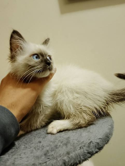 male pure breed ragdoll kittens | Cats & Kittens | Gumtree Australia ...