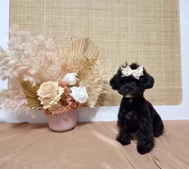 TINY STUNNING LITTLE TOY SIZED CHIPOO/CHOODLE CHIHUAHUA POODLE 7 MONTH ...