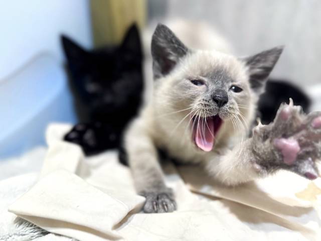 Ragdoll X Burmese Kittens for sale! | Cats & Kittens | Gumtree ...