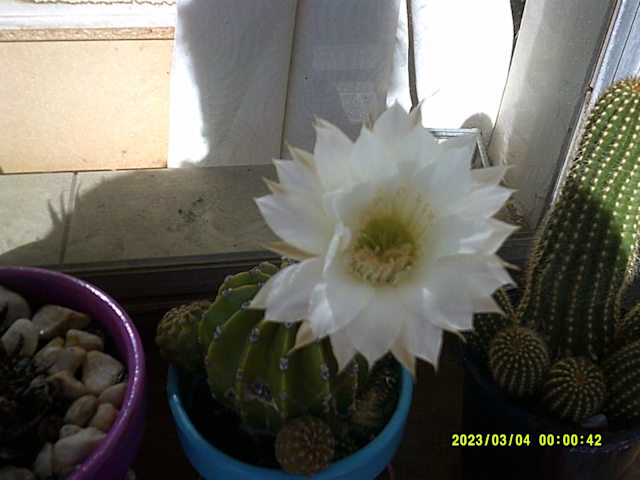 2 catcus and 1 aloe vera for sale - Plants in Queanbeyan ACT | Gumtree ...