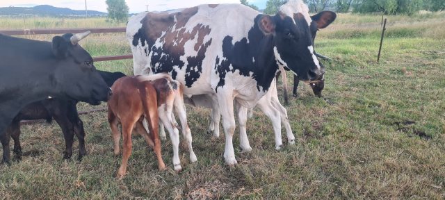 Foster cows. | Livestock | Gumtree Australia Toowoomba Surrounds ...