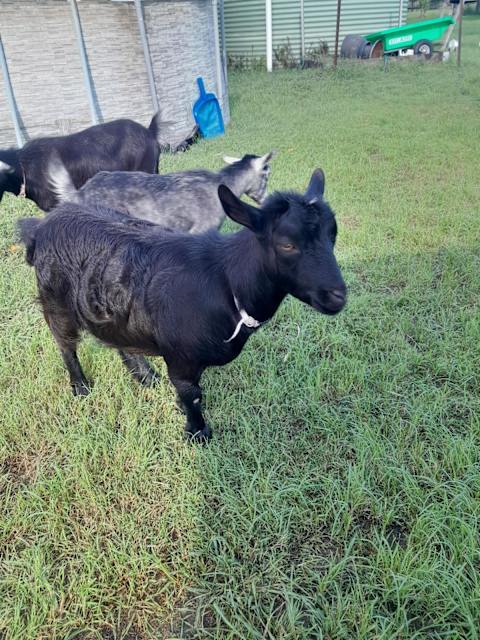 Miniature Pygmy Goat Doe | Livestock | Gumtree Australia Somerset Area ...