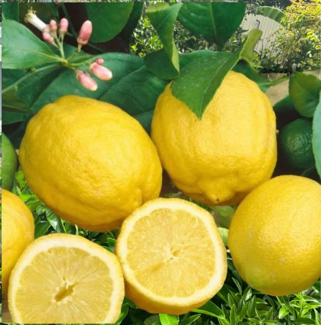 Grafted Lemon tree - Plants in Lakemba NSW | Gumtree Australia