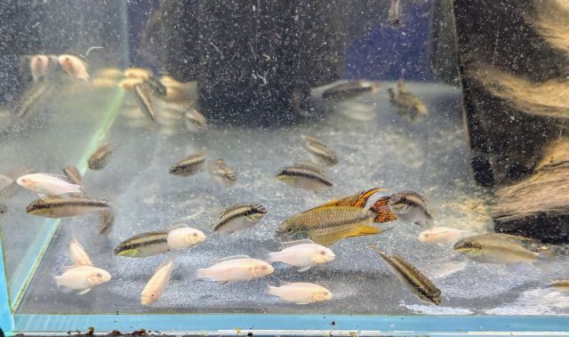 ALBINO AND COMMON KRIBENSIS | Fish | Gumtree Australia Blacktown Area ...