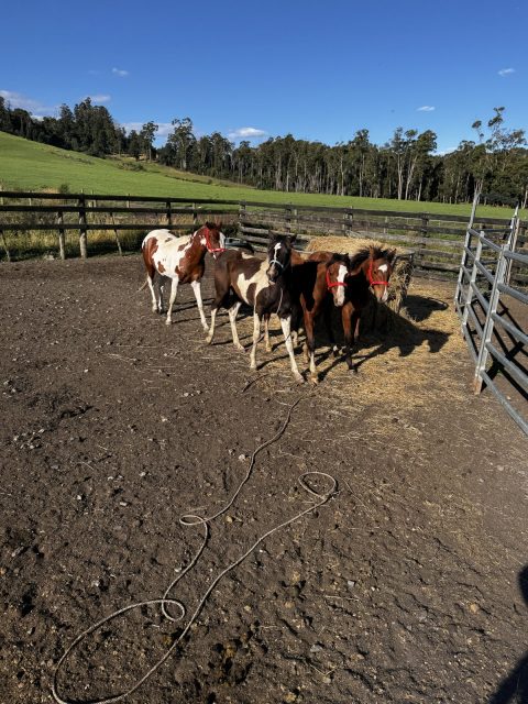 Colts for sale | Horses & Ponies | Gumtree Australia Meander Valley ...