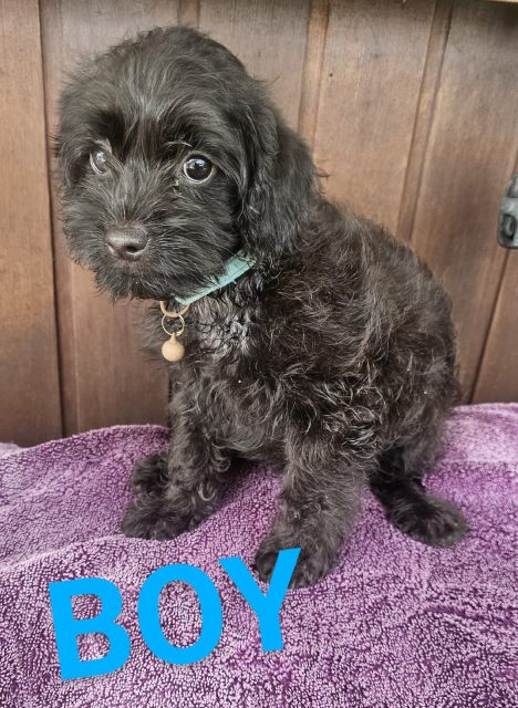 PUGAPOO PUPPIES ( PUG x POODLE ) | Dogs & Puppies | Gumtree Australia ...