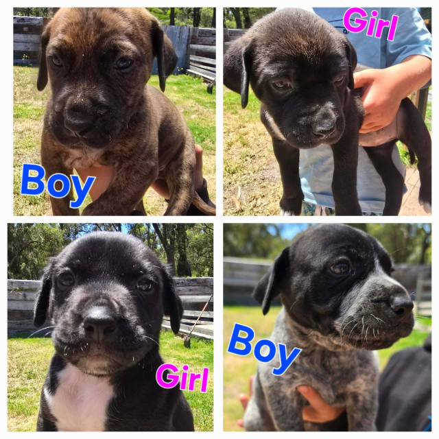 Pointer X neapolitan mastiff | Dogs & Puppies | Gumtree Australia South ...