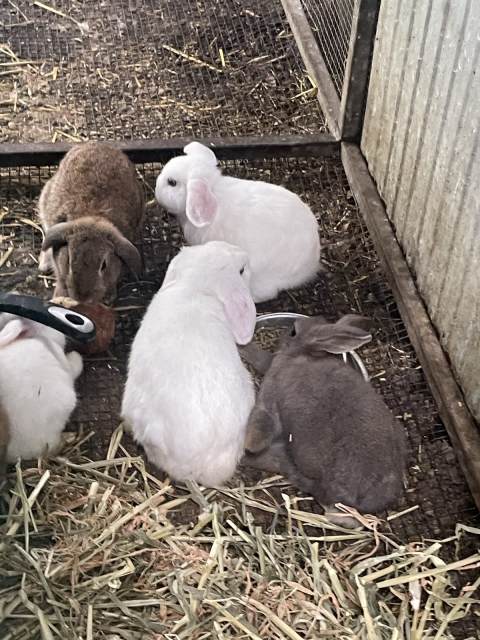 Adorable rabbits | Rabbits | Gumtree Australia Tenterfield Area ...