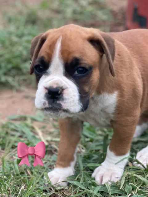 Boxer Puppies | Dogs & Puppies | Gumtree Australia Dalby Area - The ...