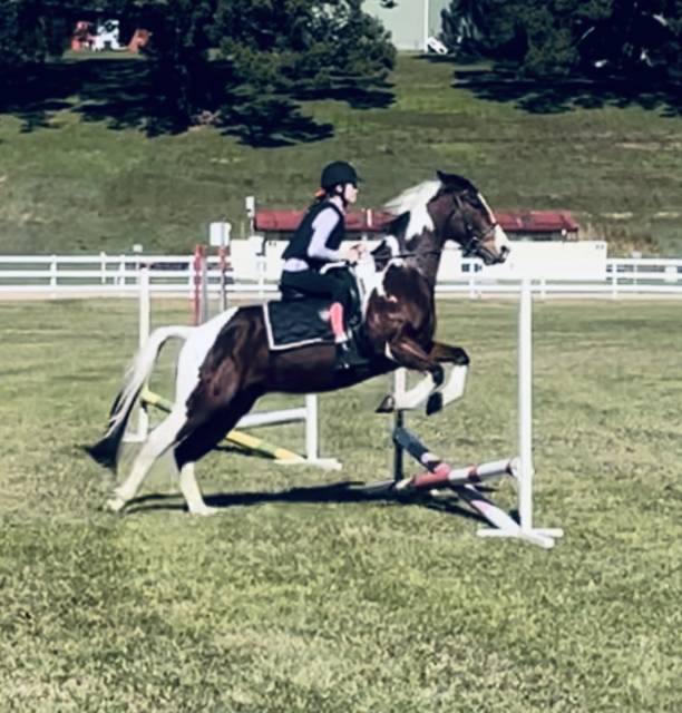 7yo double reg Paint & Pinto Gelding QH | Horses & Ponies | Gumtree ...