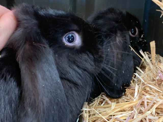 Mini Lop/ Angora bunny 4.5 month old rabbits tame | Rabbits | Gumtree ...