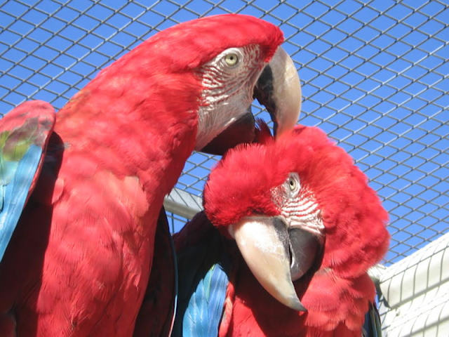 Greenwing Macaw Breeding Pair | Birds | Gumtree Australia Bundaberg ...
