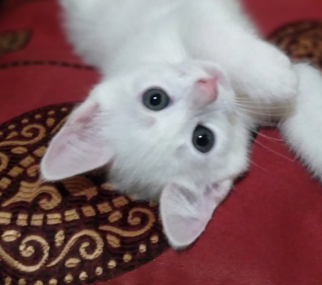 Kitten Rare Angora Pure White female. | Cats & Kittens | Gumtree ...