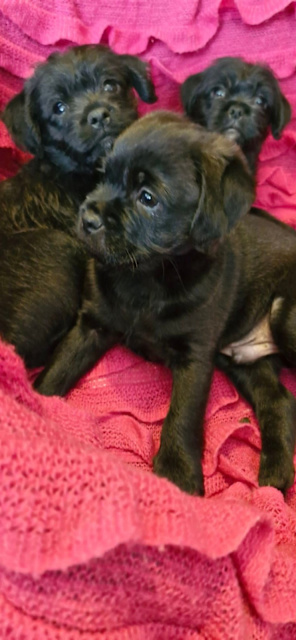 Poodle Cross Pug(Pugapoo Pups) | Dogs & Puppies | Gumtree Australia ...