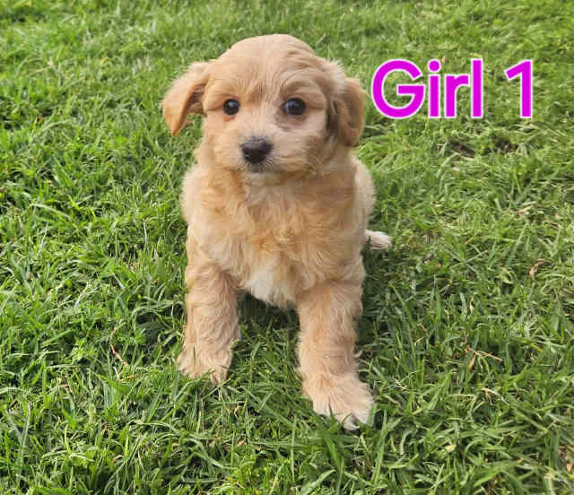 Beautiful Toy Moodle Puppies | Dogs & Puppies | Gumtree Australia ...