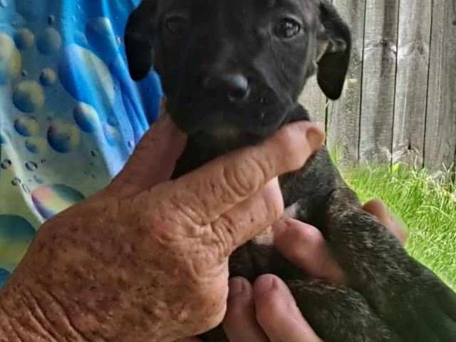 3 Staffy pups for sale!! (Price Dropped) | Dogs & Puppies | Gumtree ...