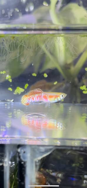 Ginga Rubra Guppy (Rare) | Fish | Gumtree Australia Logan Area ...