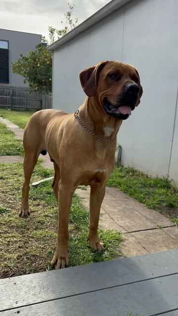 4year old ridgeback x mastiff | Dogs & Puppies | Gumtree Australia ...