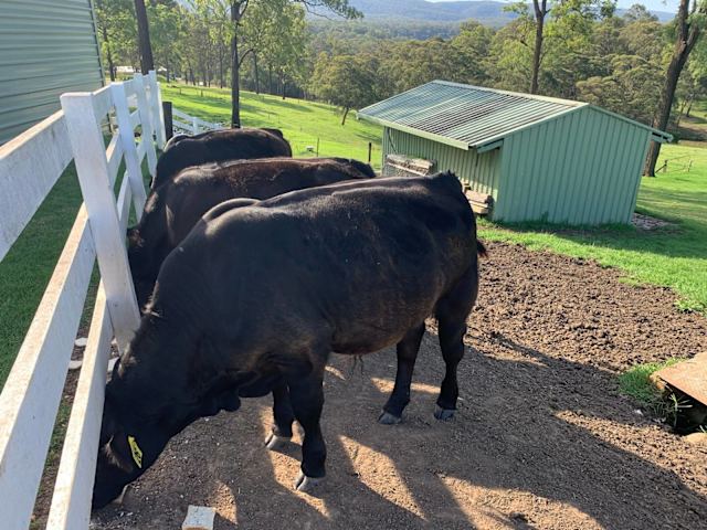 Black Angus cows for sale | Livestock | Gumtree Australia Hawkesbury ...