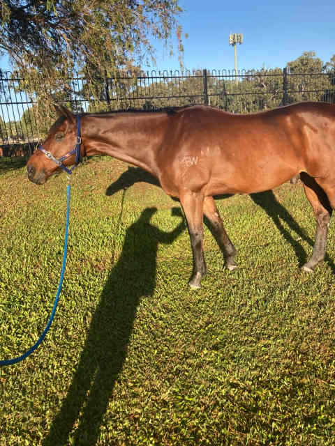 Beautiful Bay TB | Horses & Ponies | Gumtree Australia Gold Coast City - Southport | 1329187017