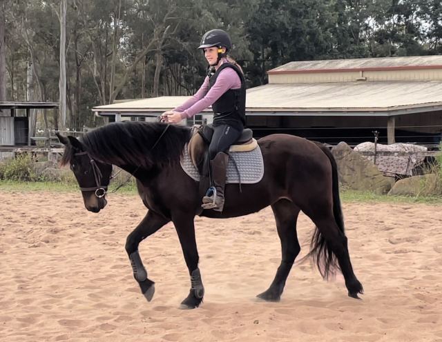 Friesian Cob x Mare Green Broken | Horses & Ponies | Gumtree Australia ...