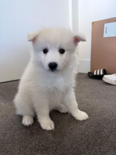 Pure Bred Japanese Spitz Puppies | Dogs & Puppies | Gumtree Australia ...