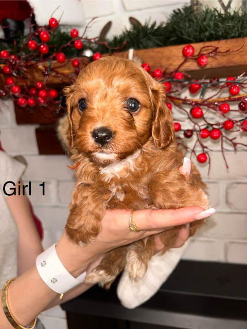 Toy Cavoodle first generation | Dogs & Puppies | Gumtree Australia ...