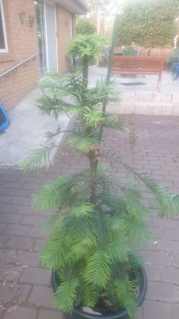 Wollemi Pine tree (Wollemia Nobilis) in 500mm pot.800-1400mm high ...