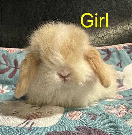 Purebred mini lop baby rabbits 7 weeks old bunny price varies | Rabbits ...
