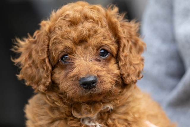 Adorable F1b Ruby Cavoodle puppy looking for loving home | Dogs ...