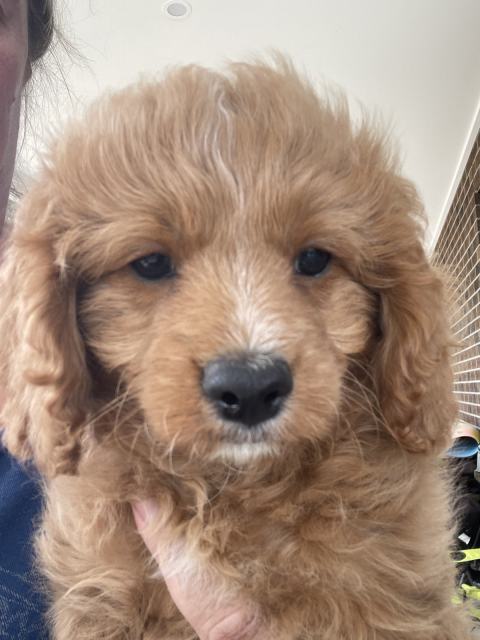 Sweet Temperament! 1st Gen Miniature Cavoodle Puppy - AVAILABLE NOW ...