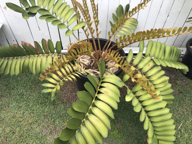 CARDBOARD PALM PLANTS - ZAMIA FURFURACEA - LARGE & ESTABLISHED | Plants ...