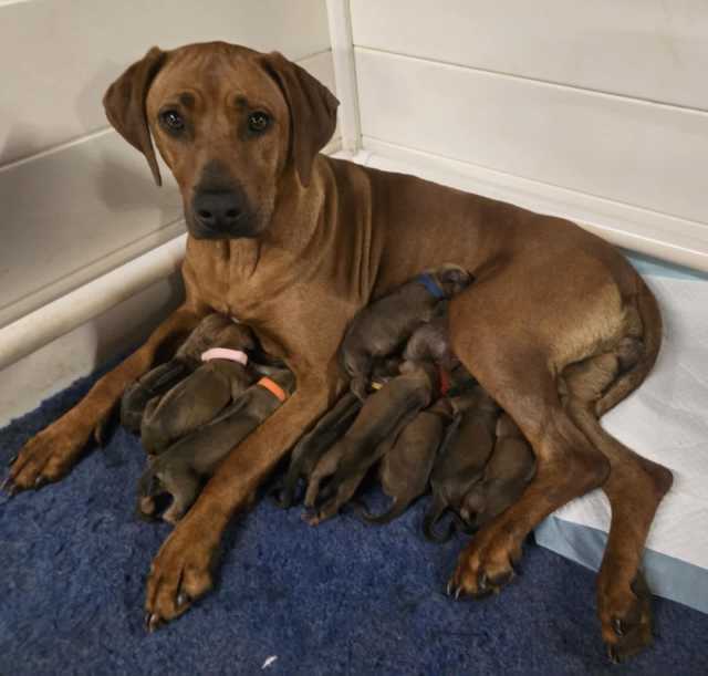 Rhodesian Ridgeback Puppies | Dogs & Puppies | Gumtree Australia ...