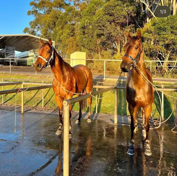 Afternoon Stablehand(CALOUNDRA WEST)(Jack Bruce Racing) | Vet & Animal ...