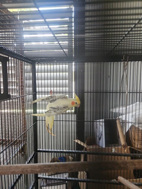 pearl cockatiels | Birds | Gumtree Australia Redcliffe Area - Rothwell ...