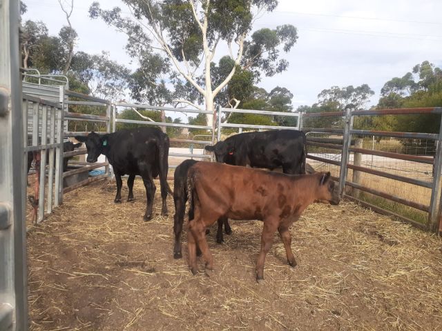 Angus Cows with Calves | Livestock | Gumtree Australia Mount Barker Area - Mount Barker | 1331340010