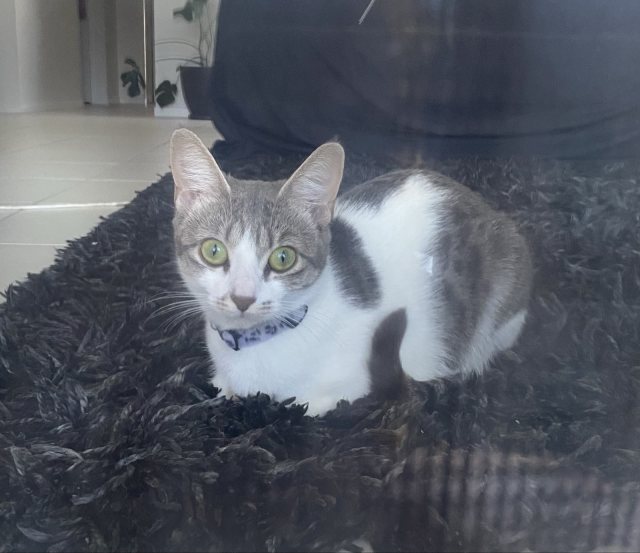Free 6 month old kitten | Cats & Kittens | Gumtree Australia Maitland ...