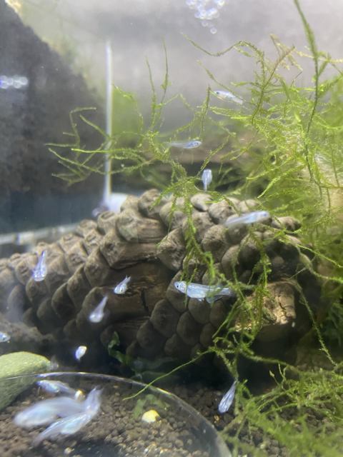 medaka Rice fish for sale | Fish | Gumtree Australia Knox Area ...
